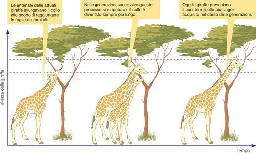Evoluzione. La chiave della vita « Ponza Racconta