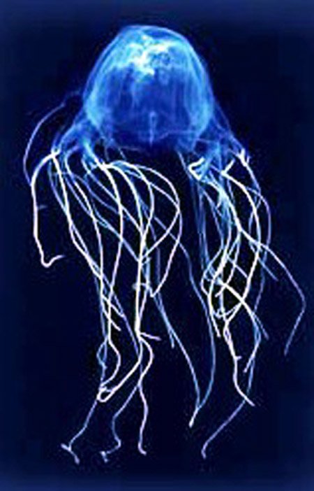 Le meduse, marziani del mare « Ponza Racconta