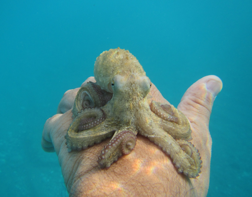 Onda e il polpo - Ponza Racconta