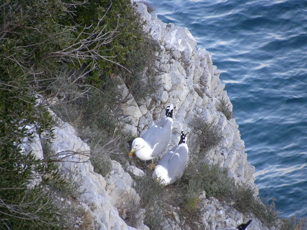 I gabbiani sono monogami… (1) - Ponza Racconta