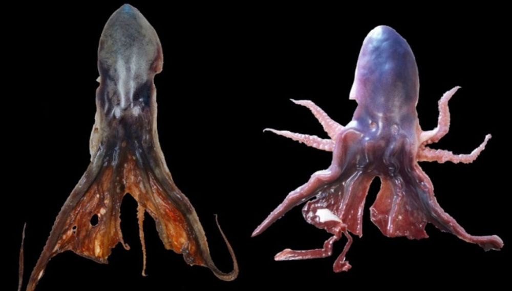 Il Tremoctopus, metà polpo, metà seppia - Ponza Racconta