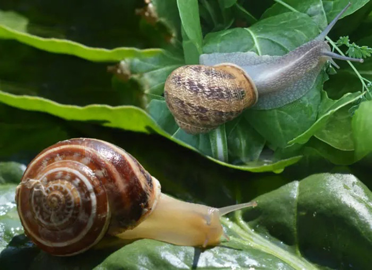Lumache, ovvero maruzze e maruzziell' - Ponza Racconta